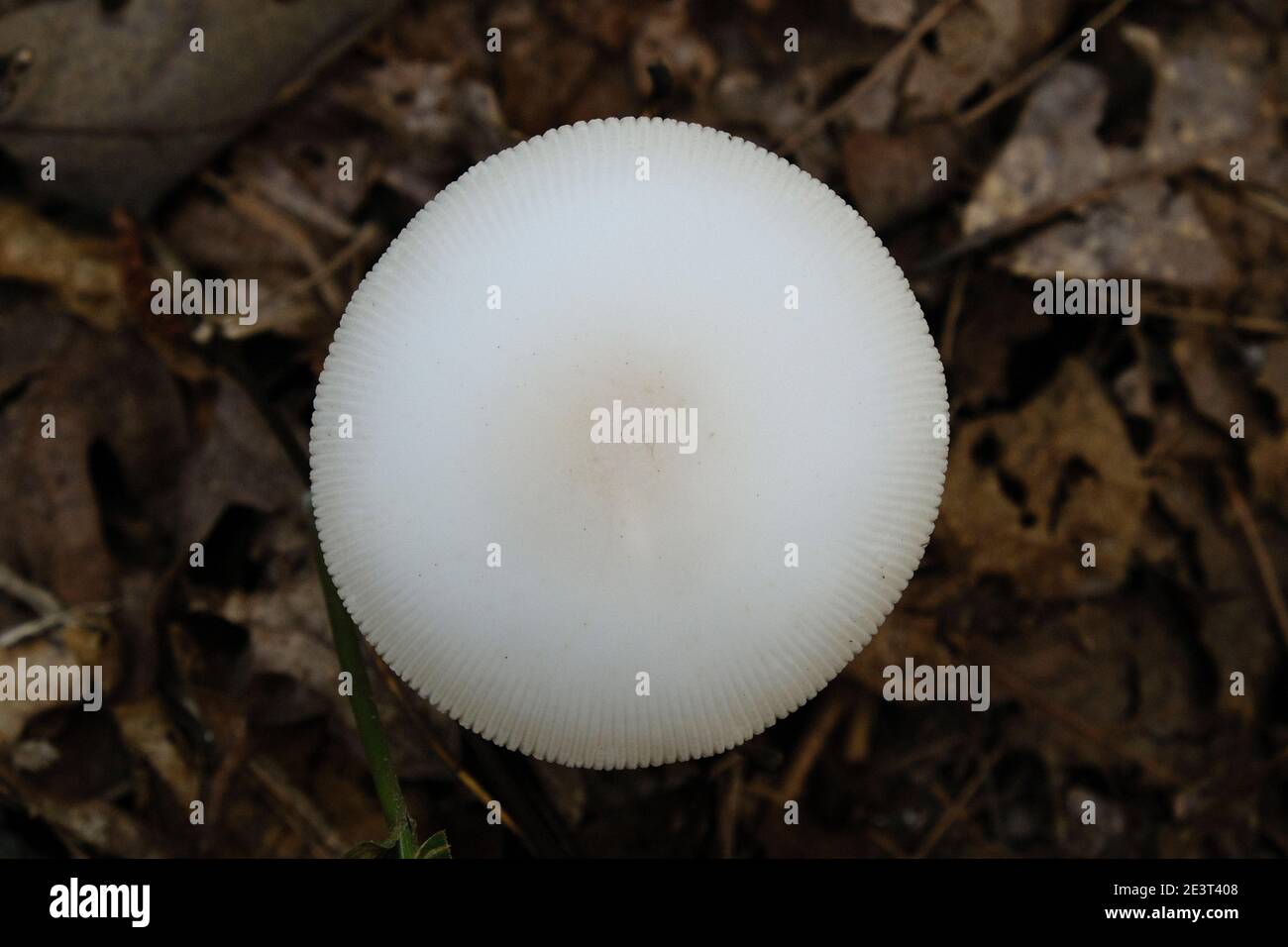 Round mushroom cap hi-res stock photography and images - Alamy