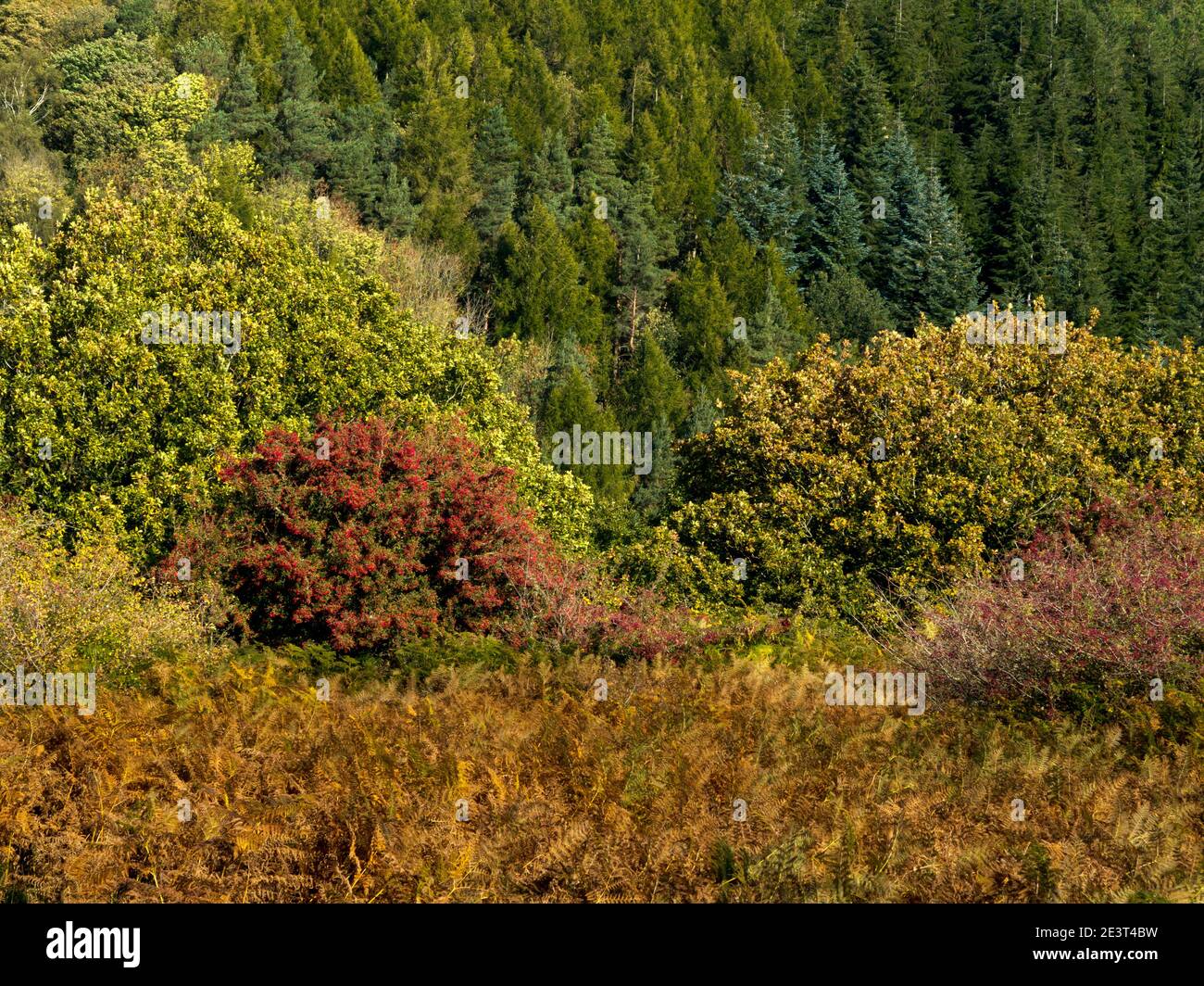 Autumn tree colours at Stoke Ford near Eyam Moor in the Peak District ...