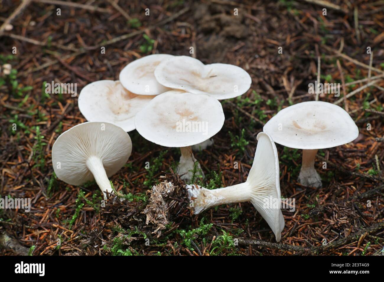 Aniseed funnel cap mushrooms hi-res stock photography and images - Alamy