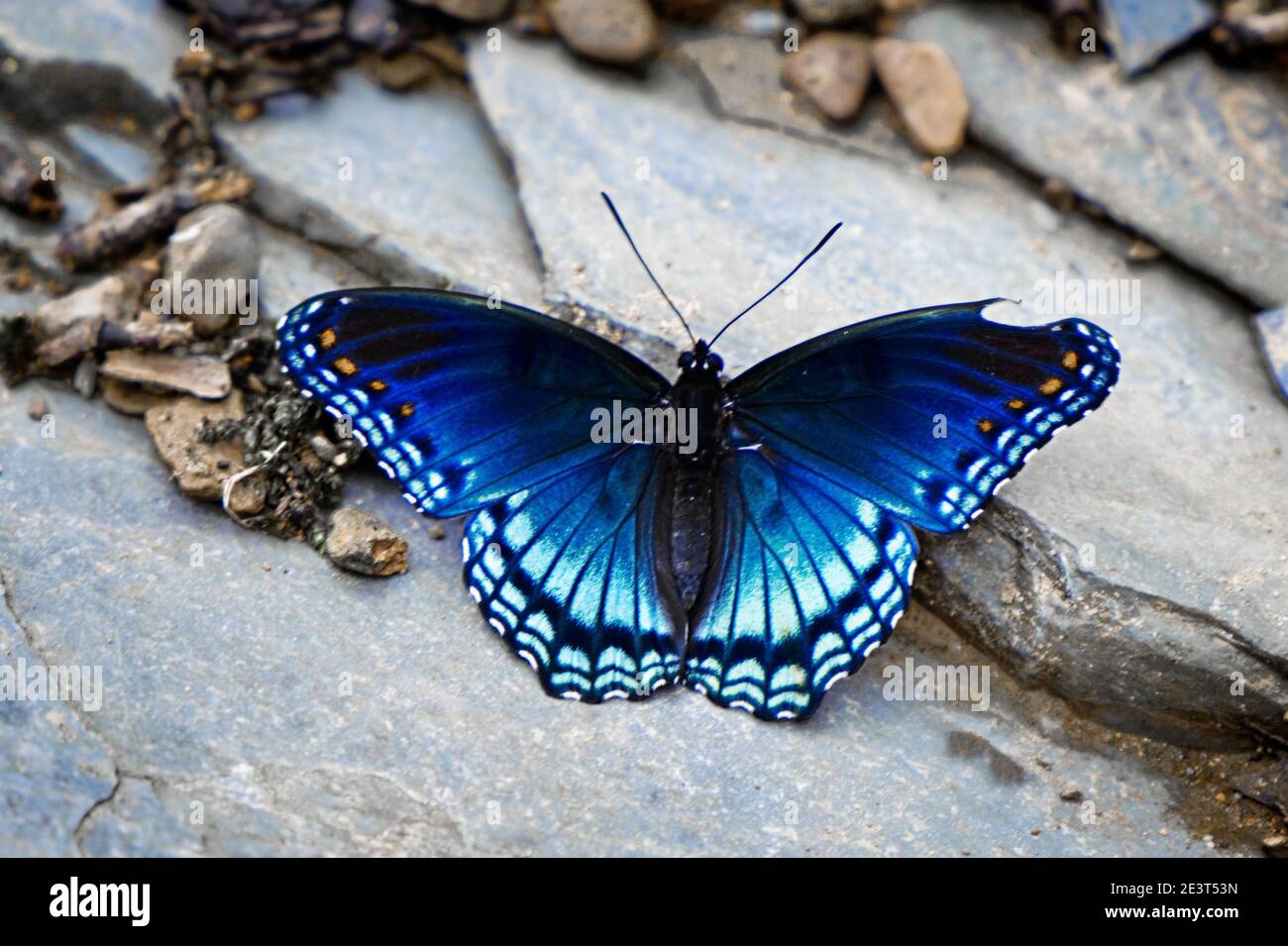 close-up of a Red-Spotted Purple Butterfly (Limenitis arthemis astyanax ...