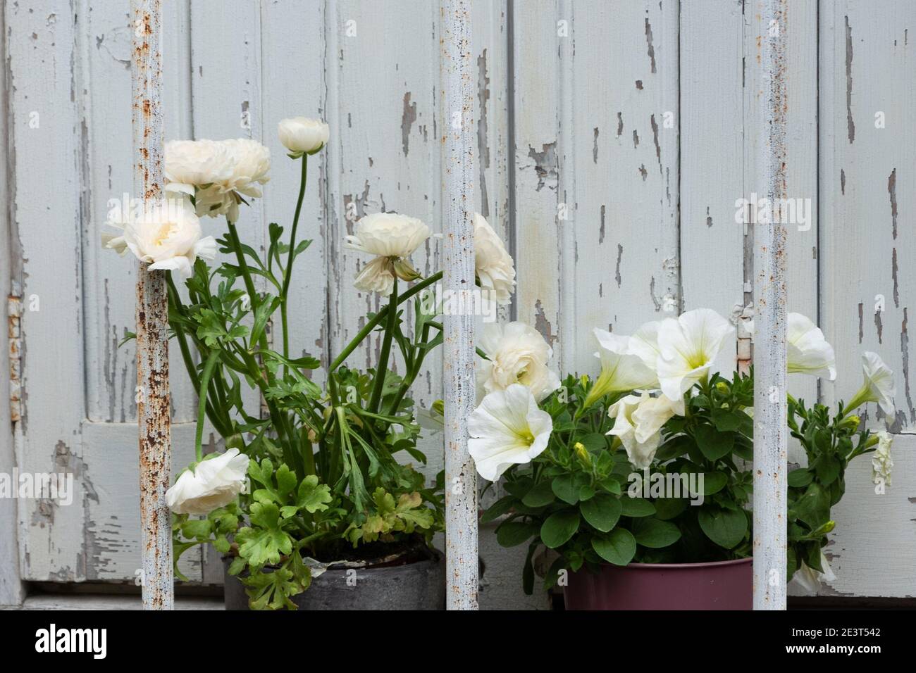 Flowers in flower pots confined between closed weathered shutters and ...