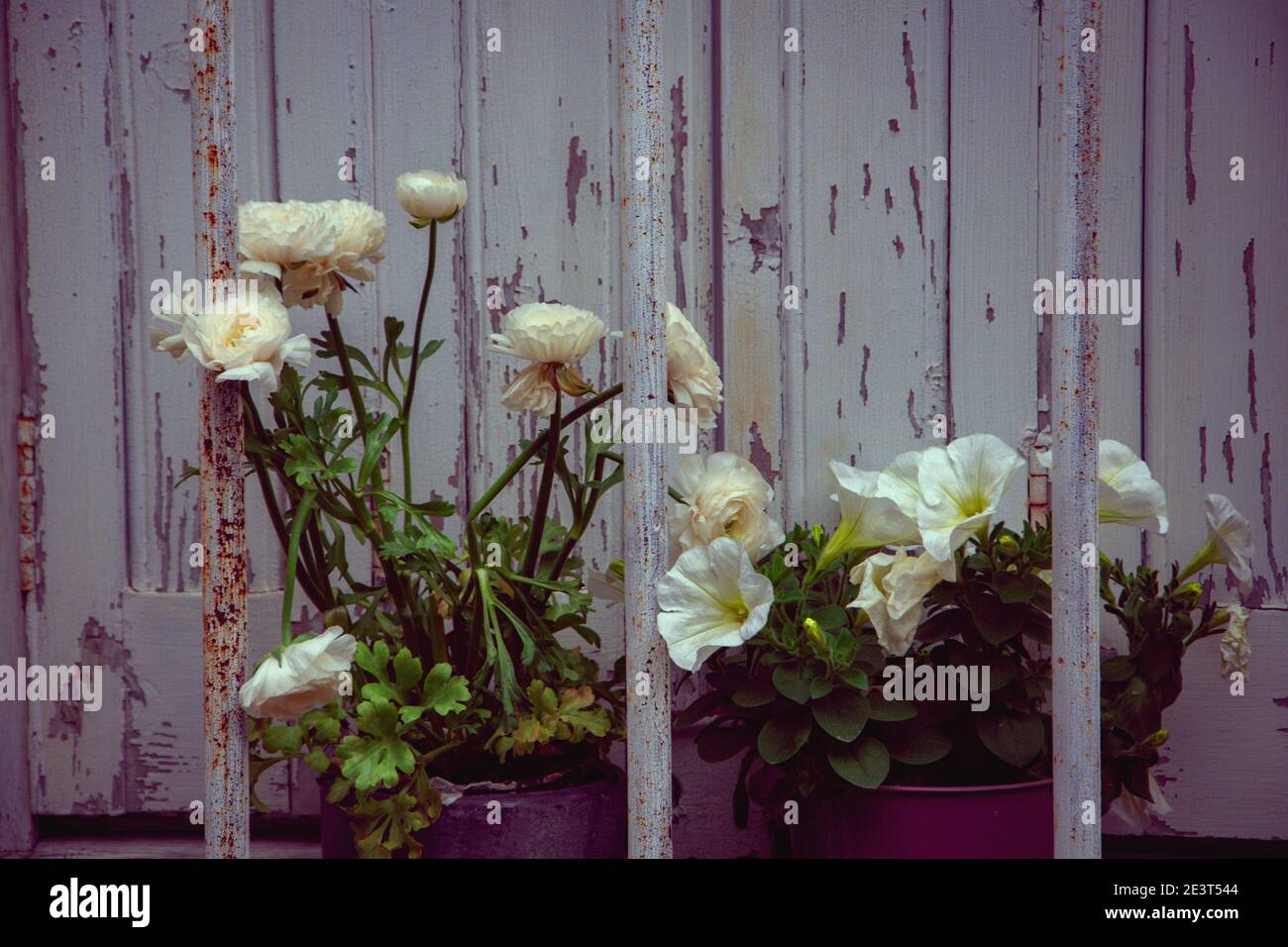 Ustic funeral hi-res stock photography and images - Alamy