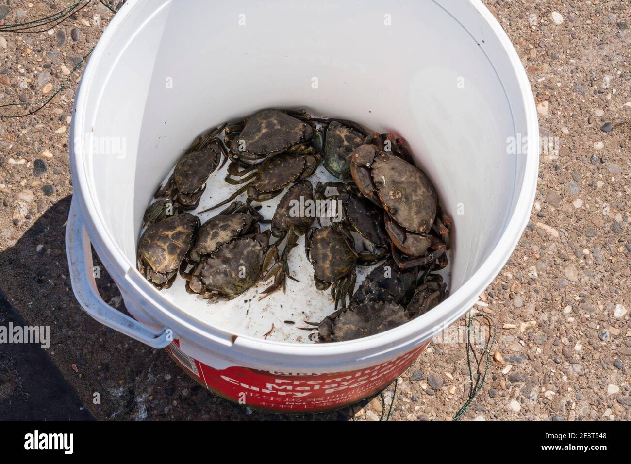 Newly caught crabs in a bucket on the quayside at Whitby,North ...