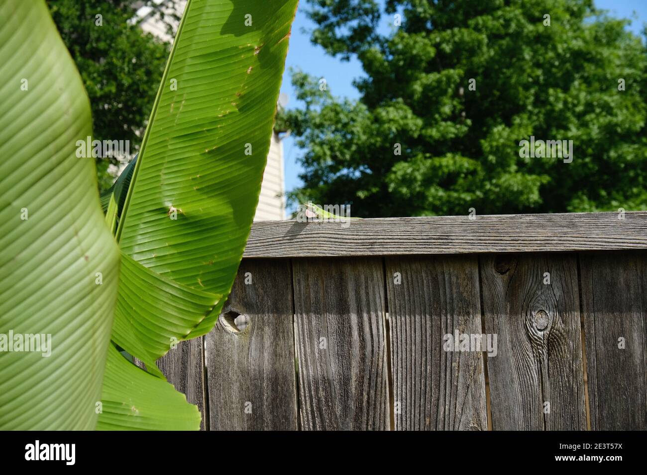 Sunbathing at a fence hi-res stock photography and images - Alamy