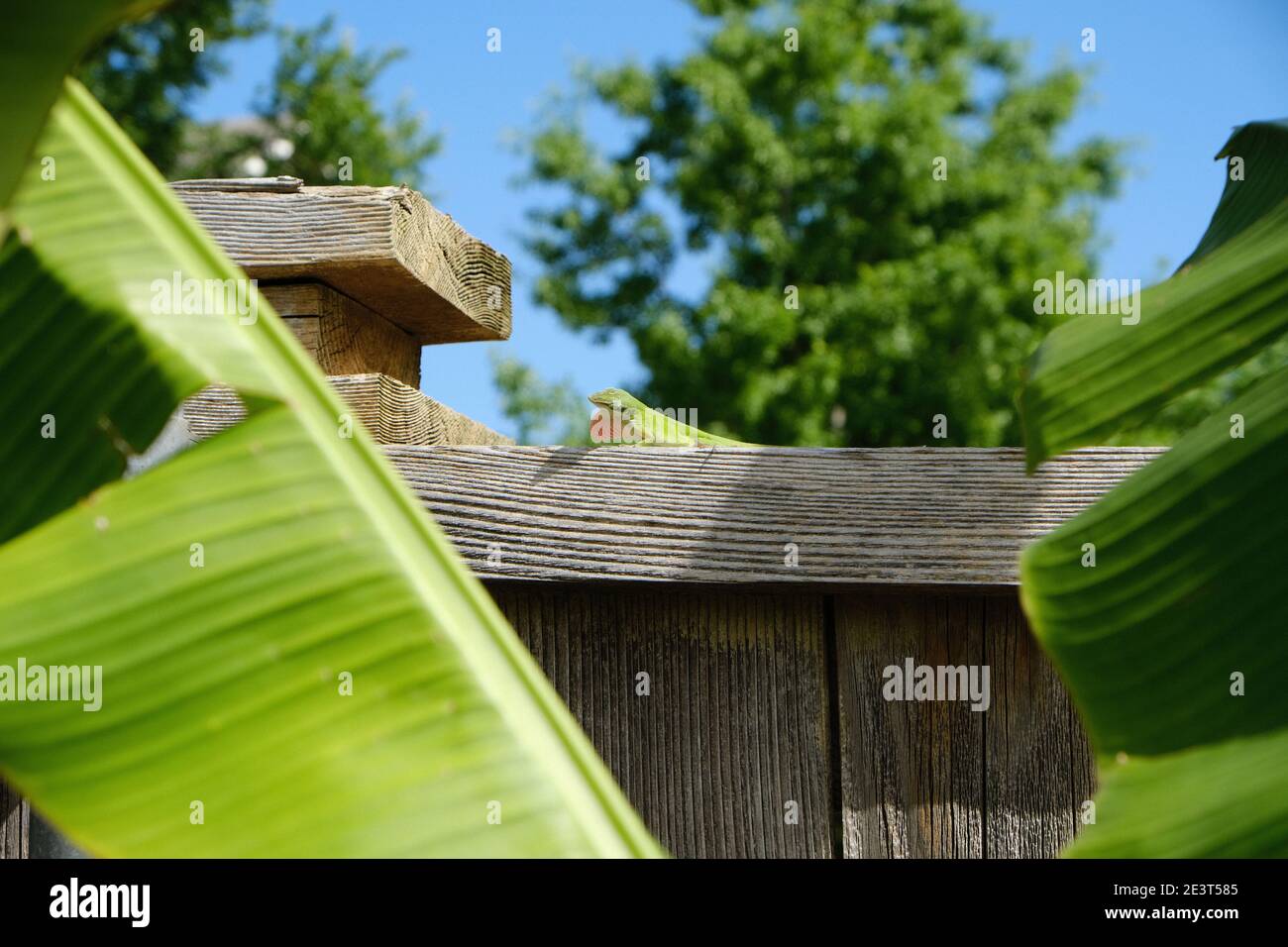 Sunbathing at a fence hi-res stock photography and images - Alamy