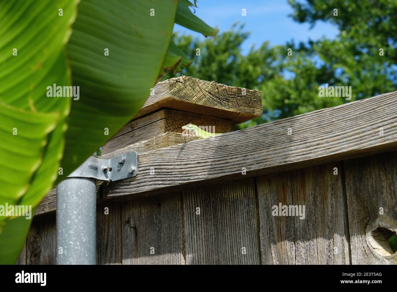 Sunbathing at a fence hi-res stock photography and images - Alamy