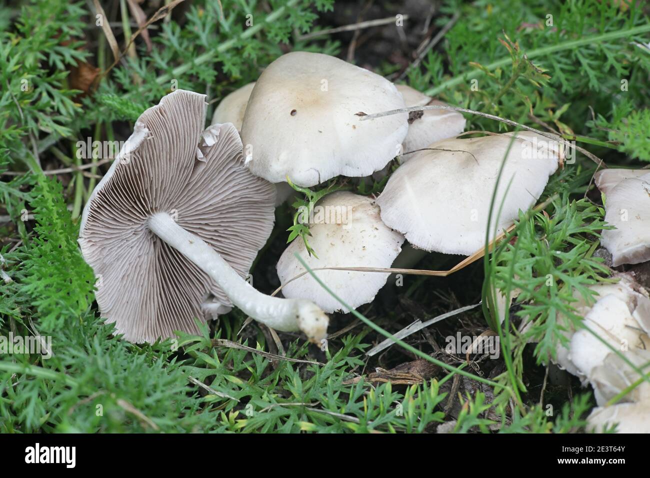 Psathyrella Candolleana