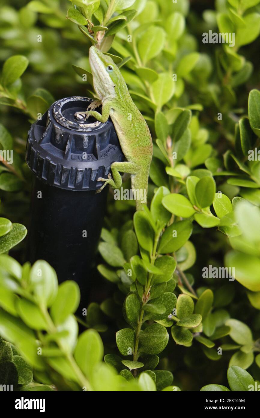 American green anole hi-res stock photography and images - Alamy