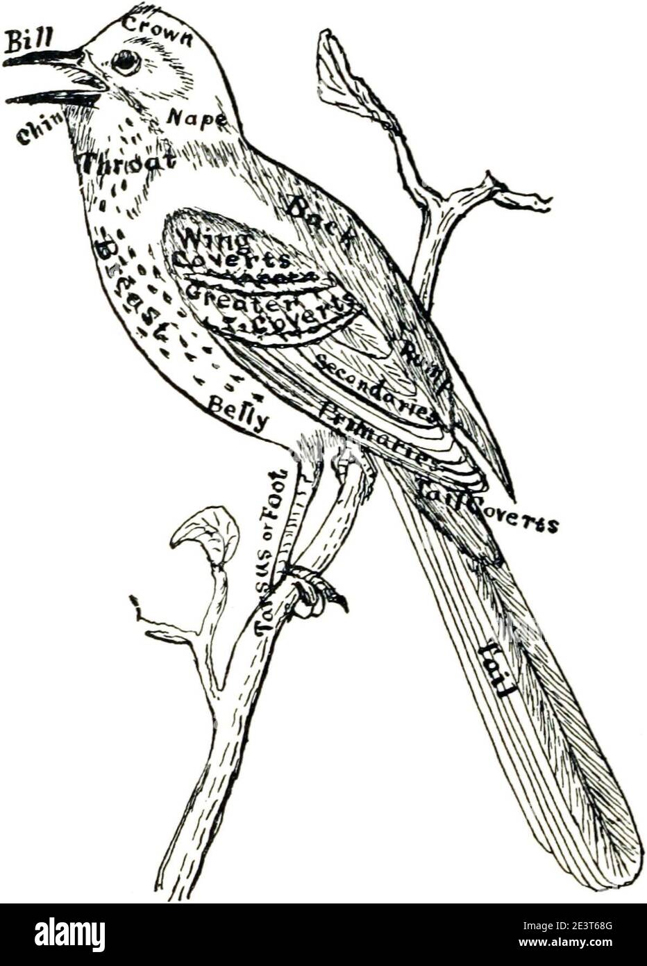 Historic bird study hi-res stock photography and images - Alamy