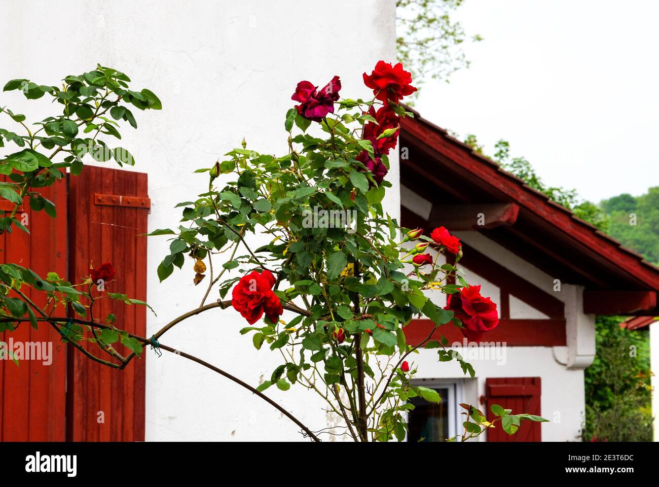 Red roses bushes near typical old rural house in French Basque Country ...