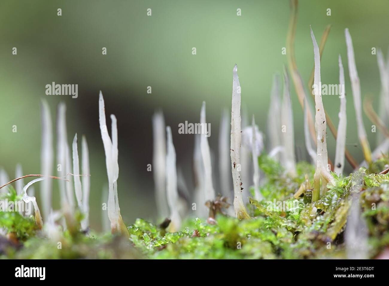 Eocronartium muscicola, moss rust, a fungus growing as parasite on moss ...