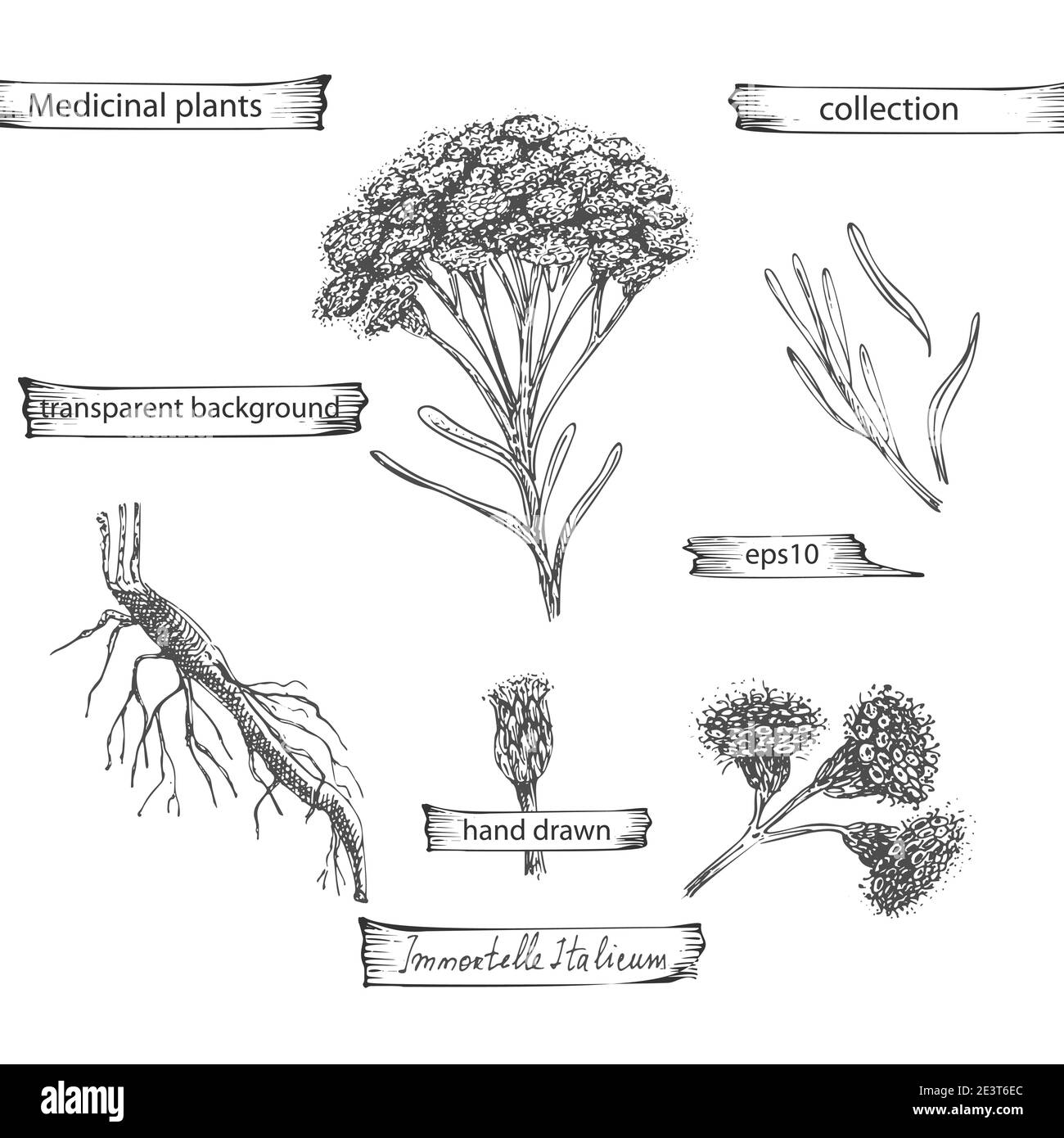 Immortelle flower background Stock Vector Images - Alamy