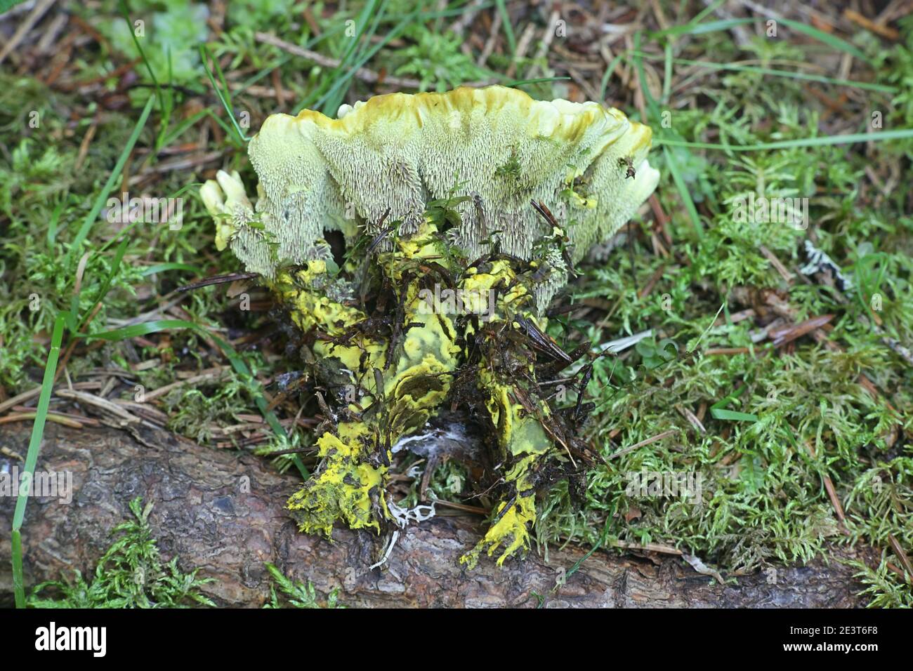 Hydnellum geogenium, a tooth fungus from Finland with no common english ...