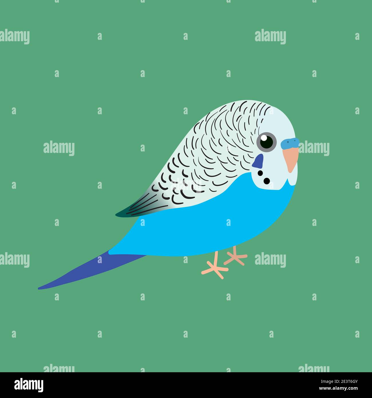 Young budgie Stock Vector Images - Alamy
