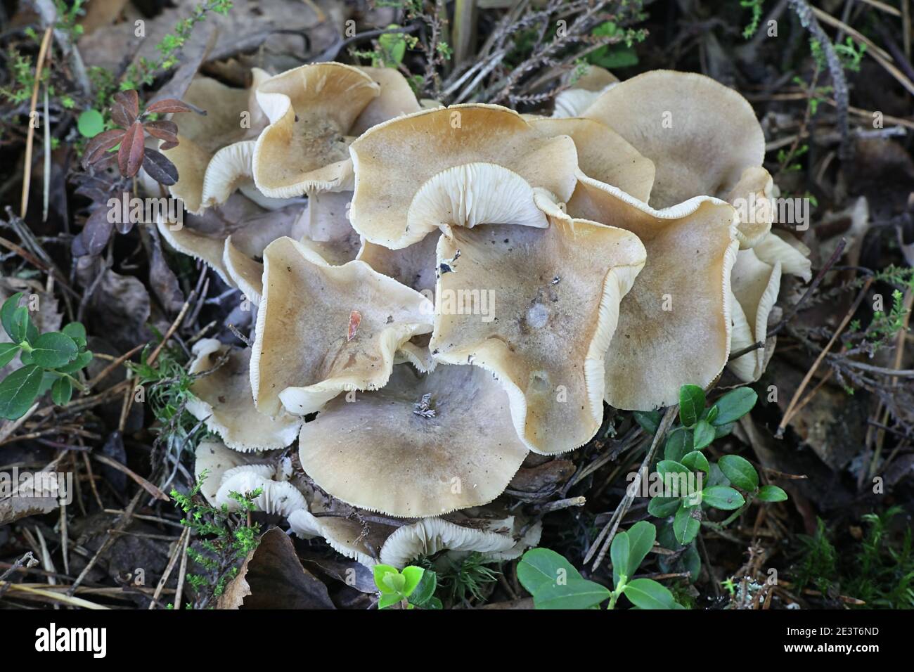 Lyophyllum fumosum, sometimes called the fried chicken mushroom, wild ...