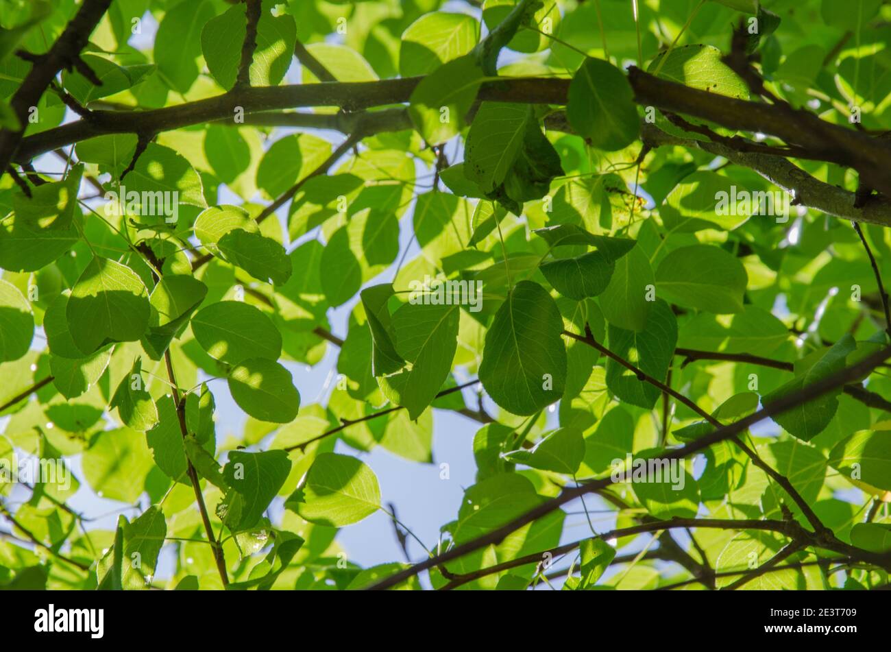 Closeup background of young green tree leaves and branches and sun ...