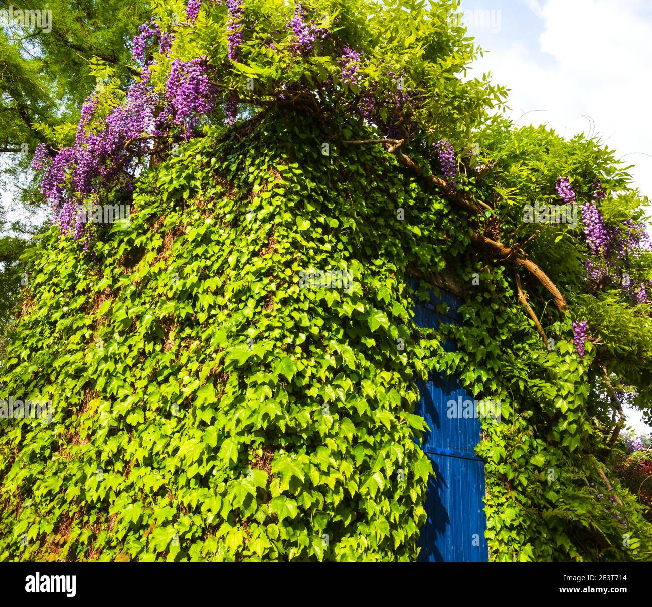 Hidden secret house with blue wooden door overgrown with violet ...