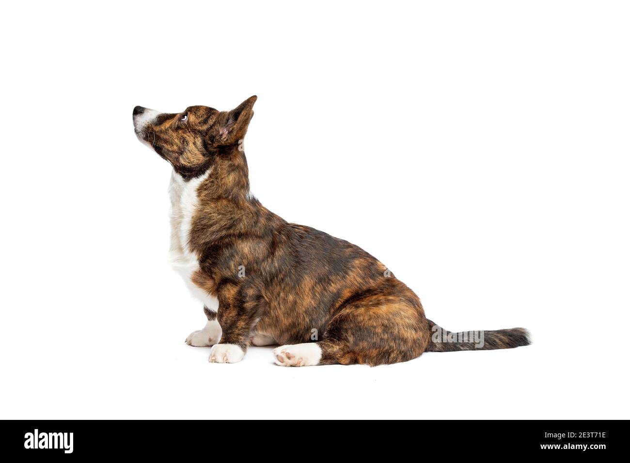 Brindle and white Cardigan Welsh Corgi dog in front of a white ...