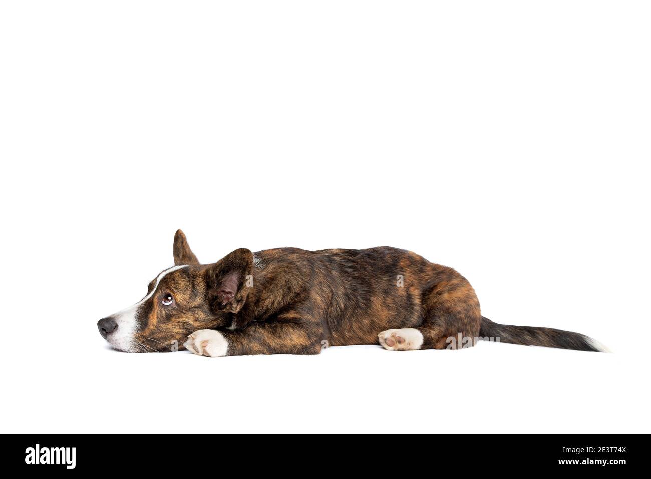Brindle and white Cardigan Welsh Corgi dog in front of a white ...