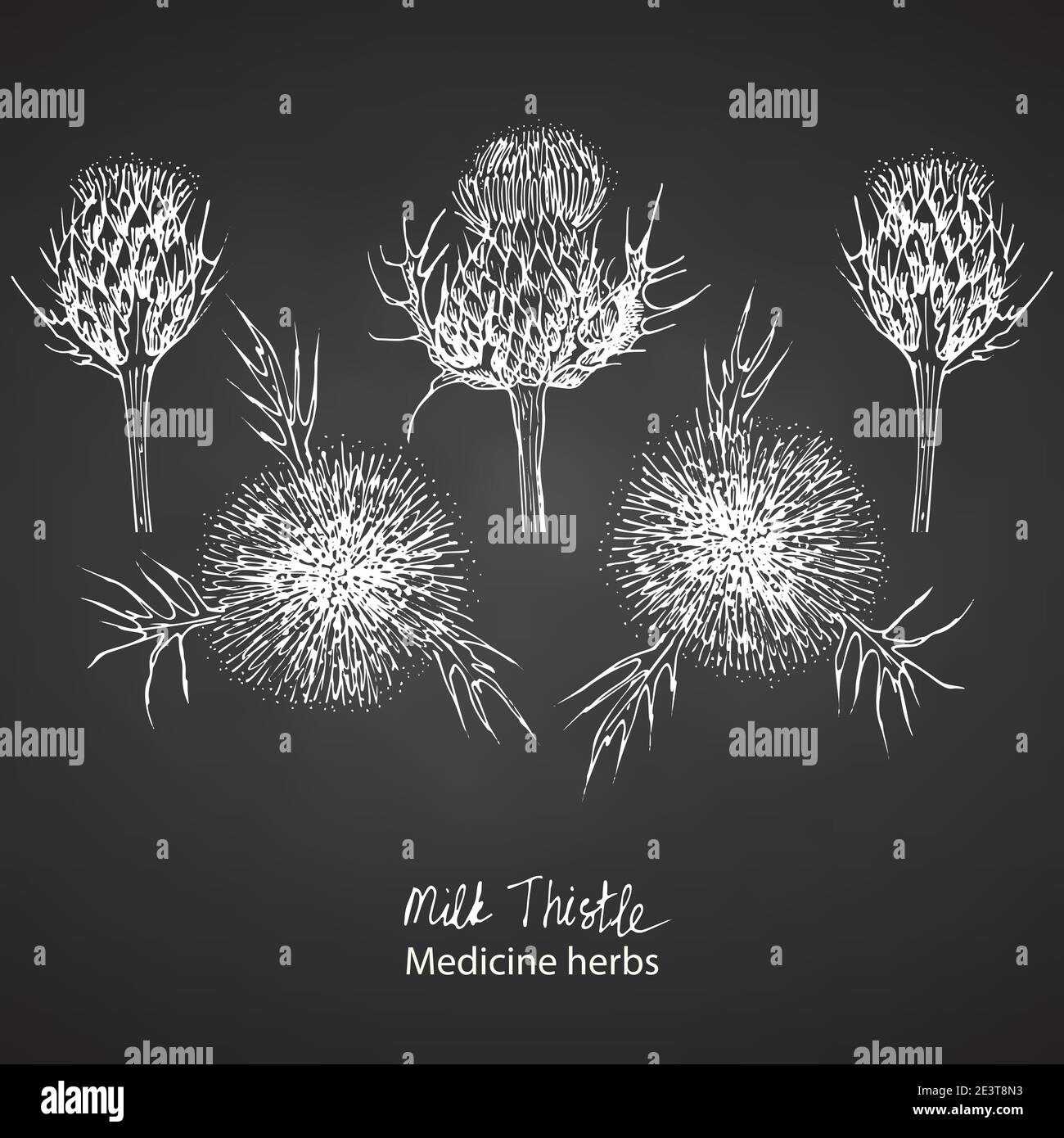 Scottish thistle drawing hi-res stock photography and images - Alamy