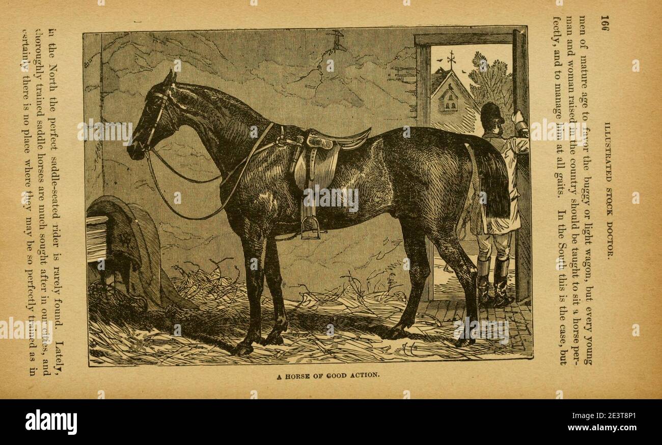 Manning's horse book (Page 166 Stock Photo - Alamy