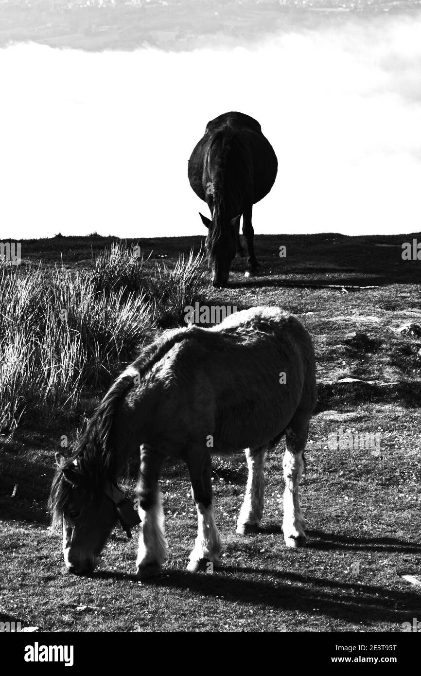 Blue green hair Black and White Stock Photos & Images - Alamy