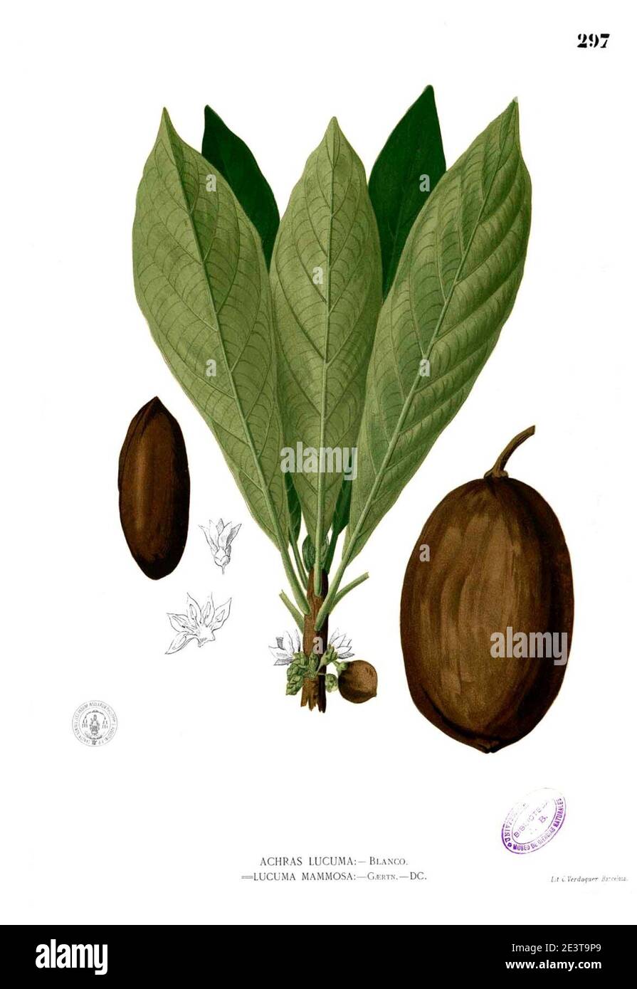 Zapota Cut Out Stock Images & Pictures - Alamy