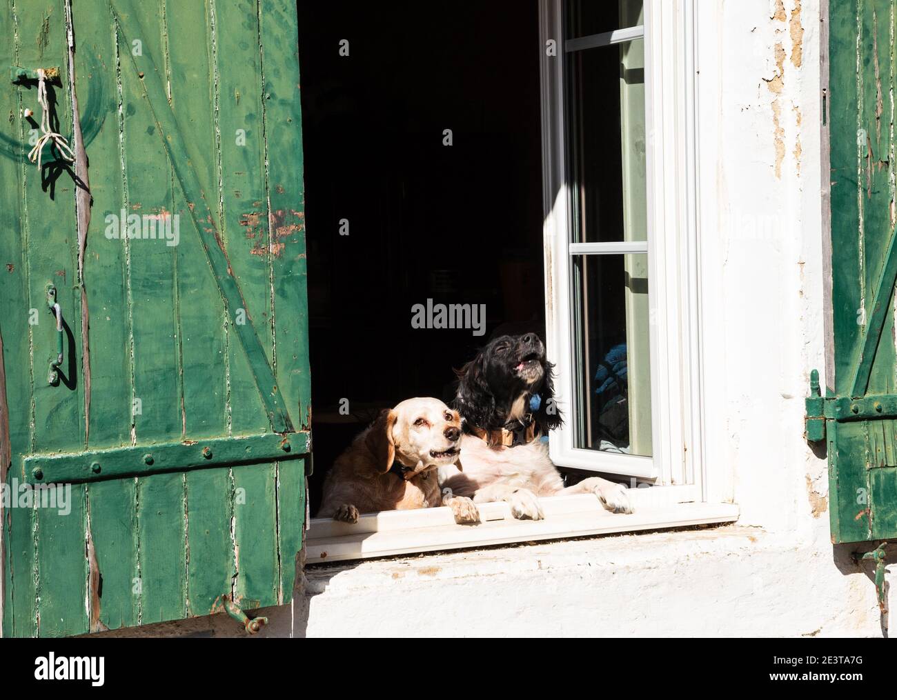 Dog barking from window old hi-res stock photography and images - Alamy