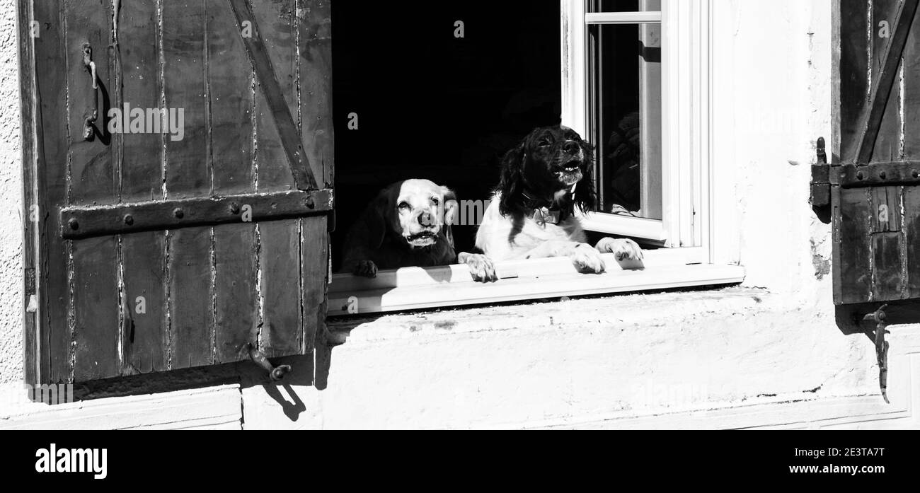 Dog barking from window old hi-res stock photography and images - Alamy