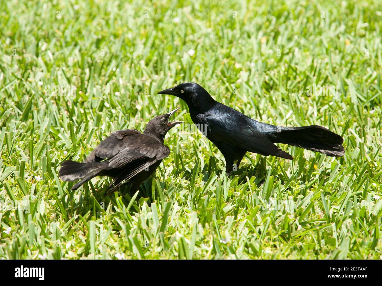 The close view of two little birds communicating on a grass on Grand ...