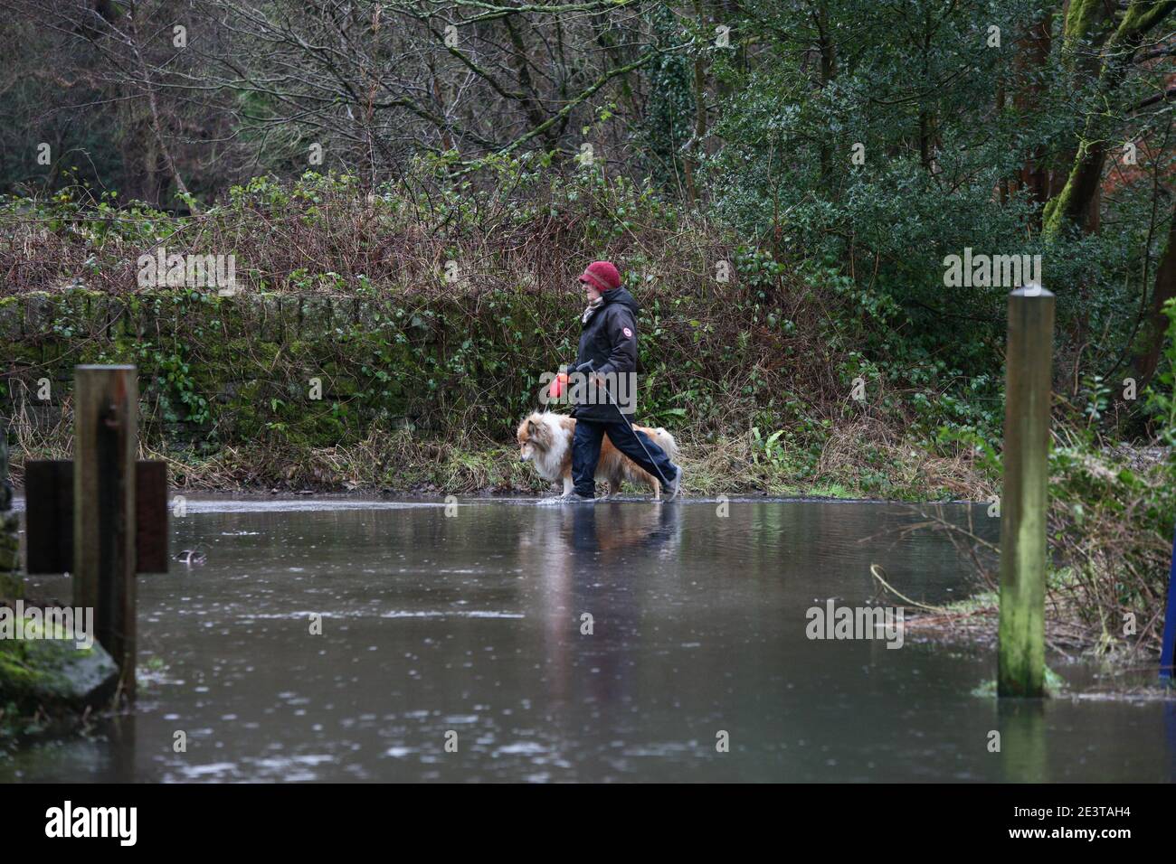 Holmfirth, UK. 20th Jan, 2021. A woman walks with her dog on a path ...