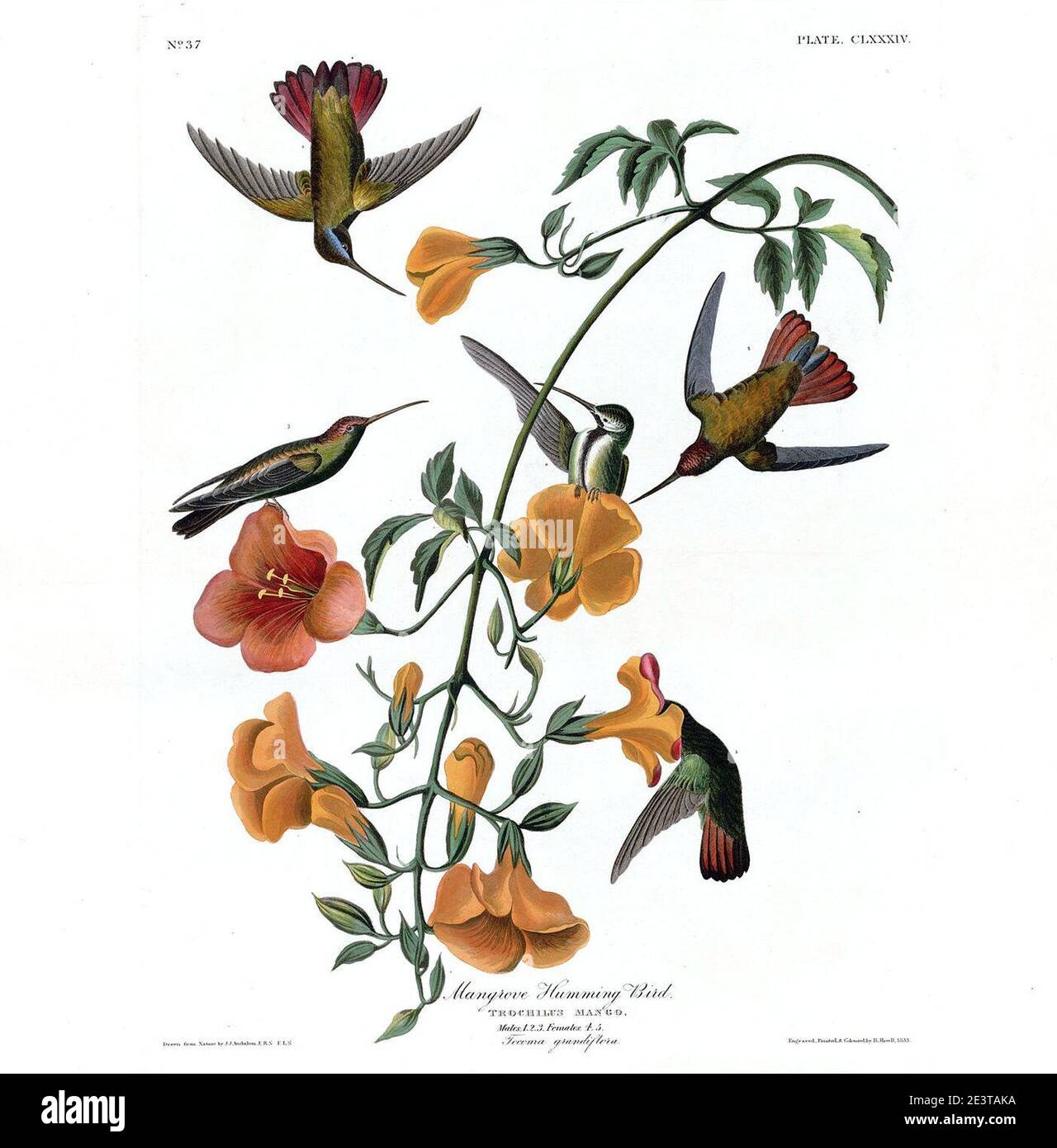 Mangrove hummingbird hi-res stock photography and images - Alamy