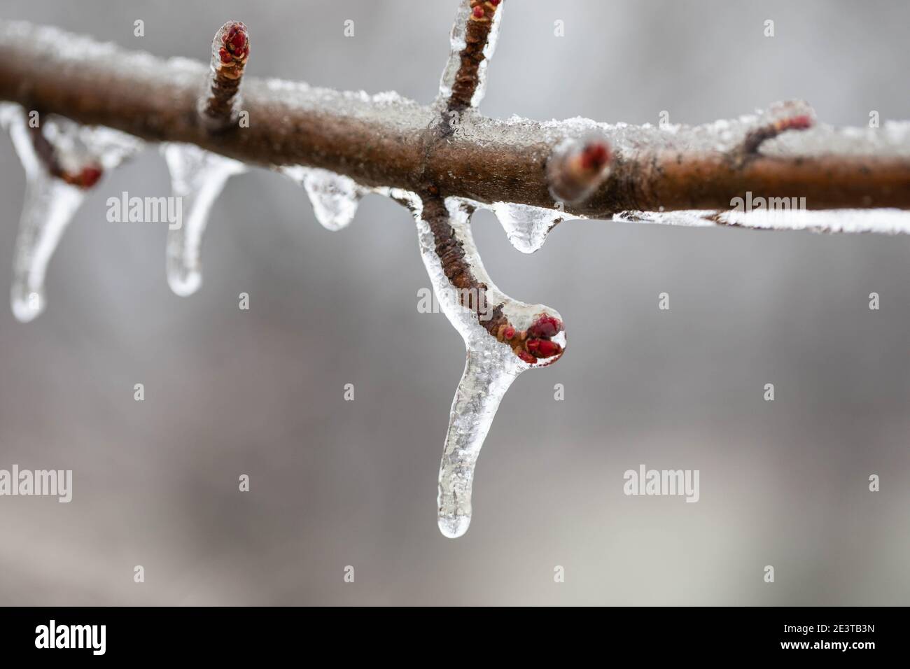 Frost branch person hi-res stock photography and images - Alamy