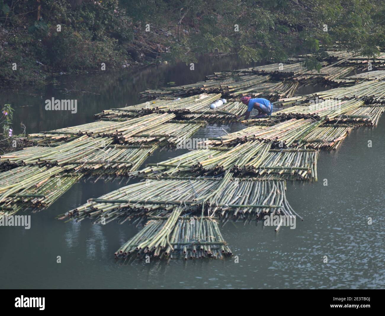 Laborers collect heaps of bamboo on a river to be sold at a floating ...