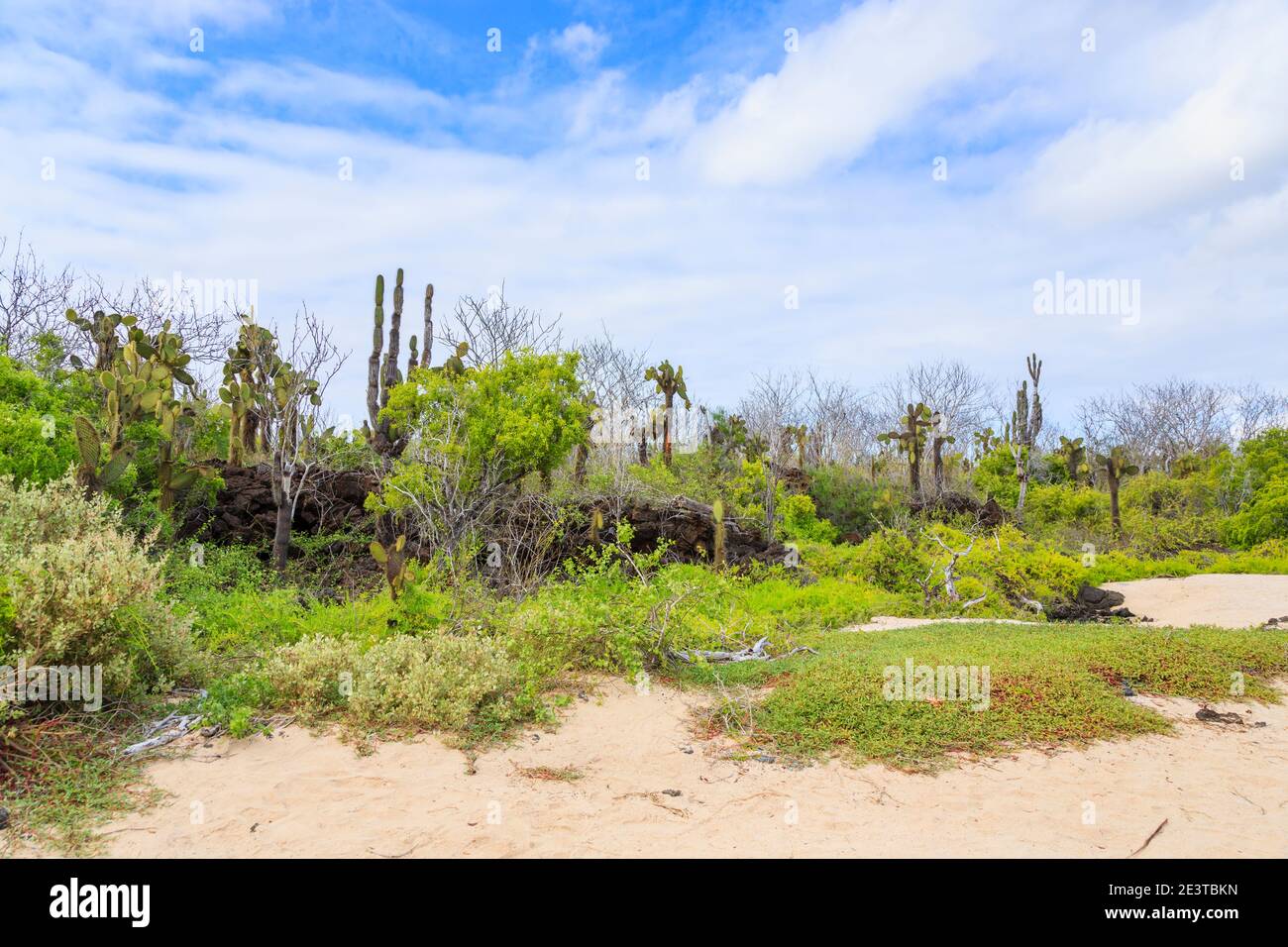 Sandy beach and typical shoreline vegetation with Opuntia cacti bushes ...