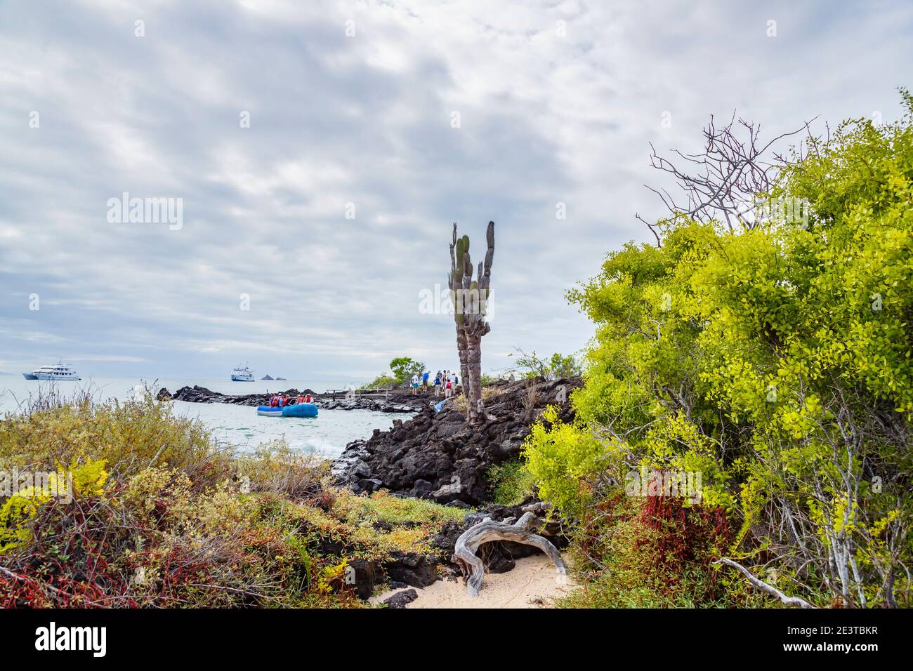 Volcanic rock beach with tall Jasminocereus thouarsii cactus growing at ...