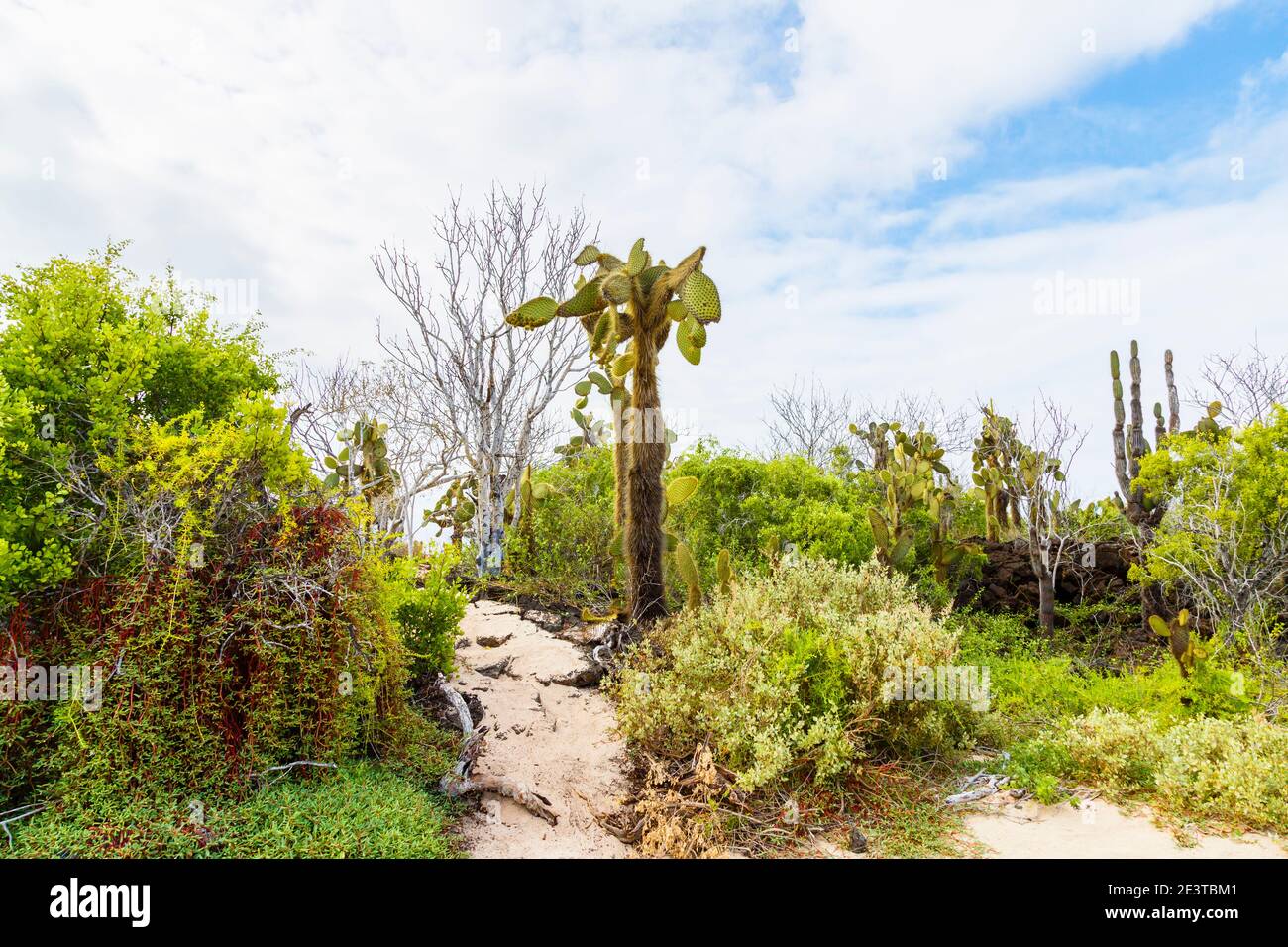 Typical shoreline vegetation with tall Opuntia echios cacti bushes on a ...