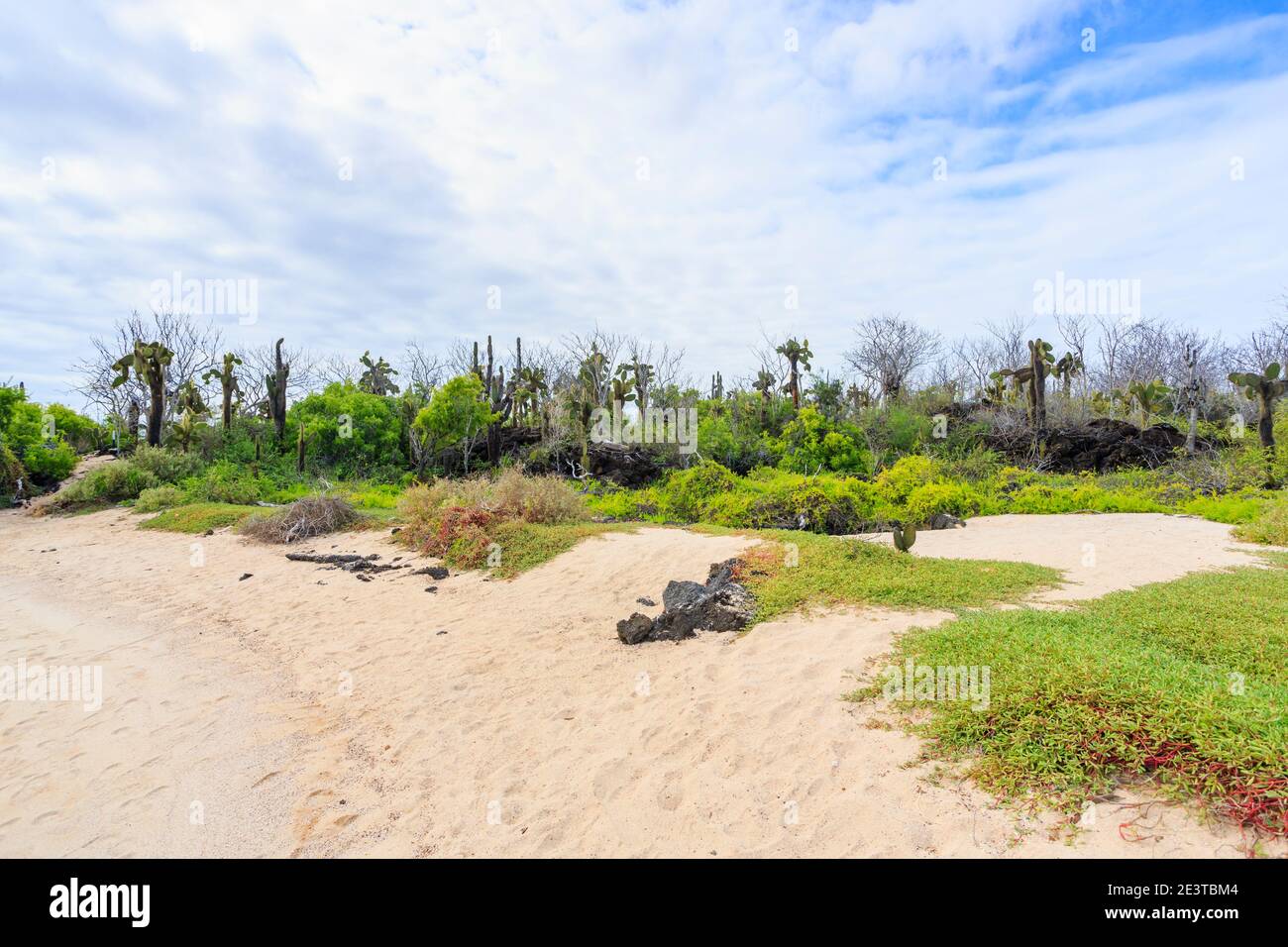 Sandy beach and typical shoreline vegetation with Opuntia cacti bushes ...
