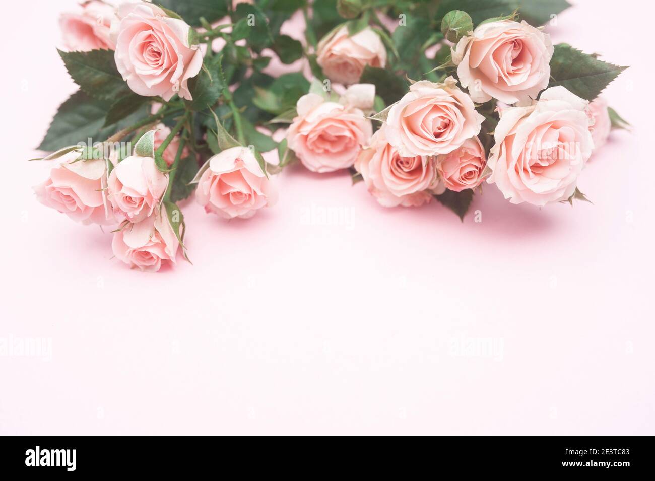 empty pink paper sheet and buds of pink roses, festive background, copy ...