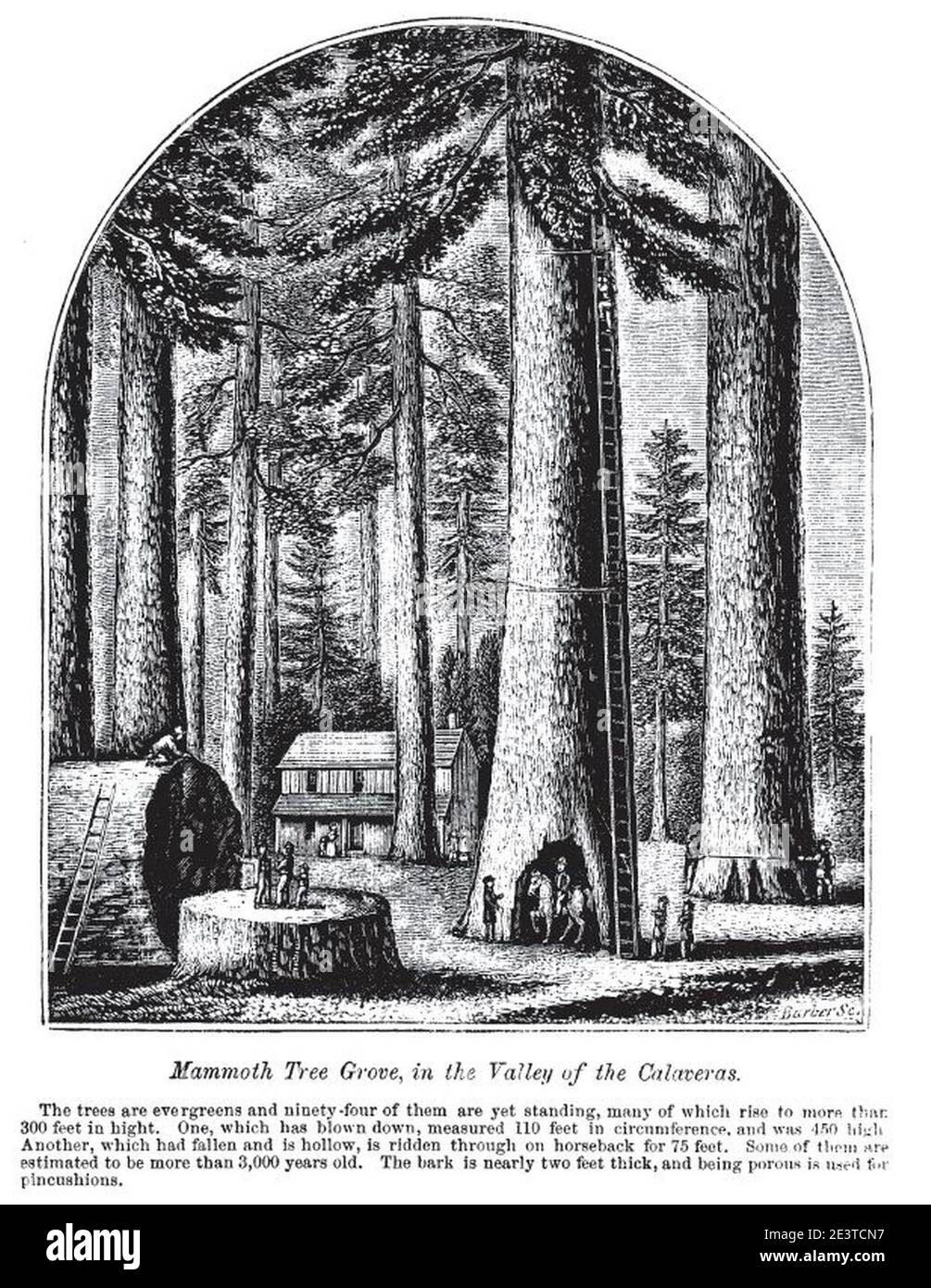 Mammoth tree calaveras hi-res stock photography and images - Alamy