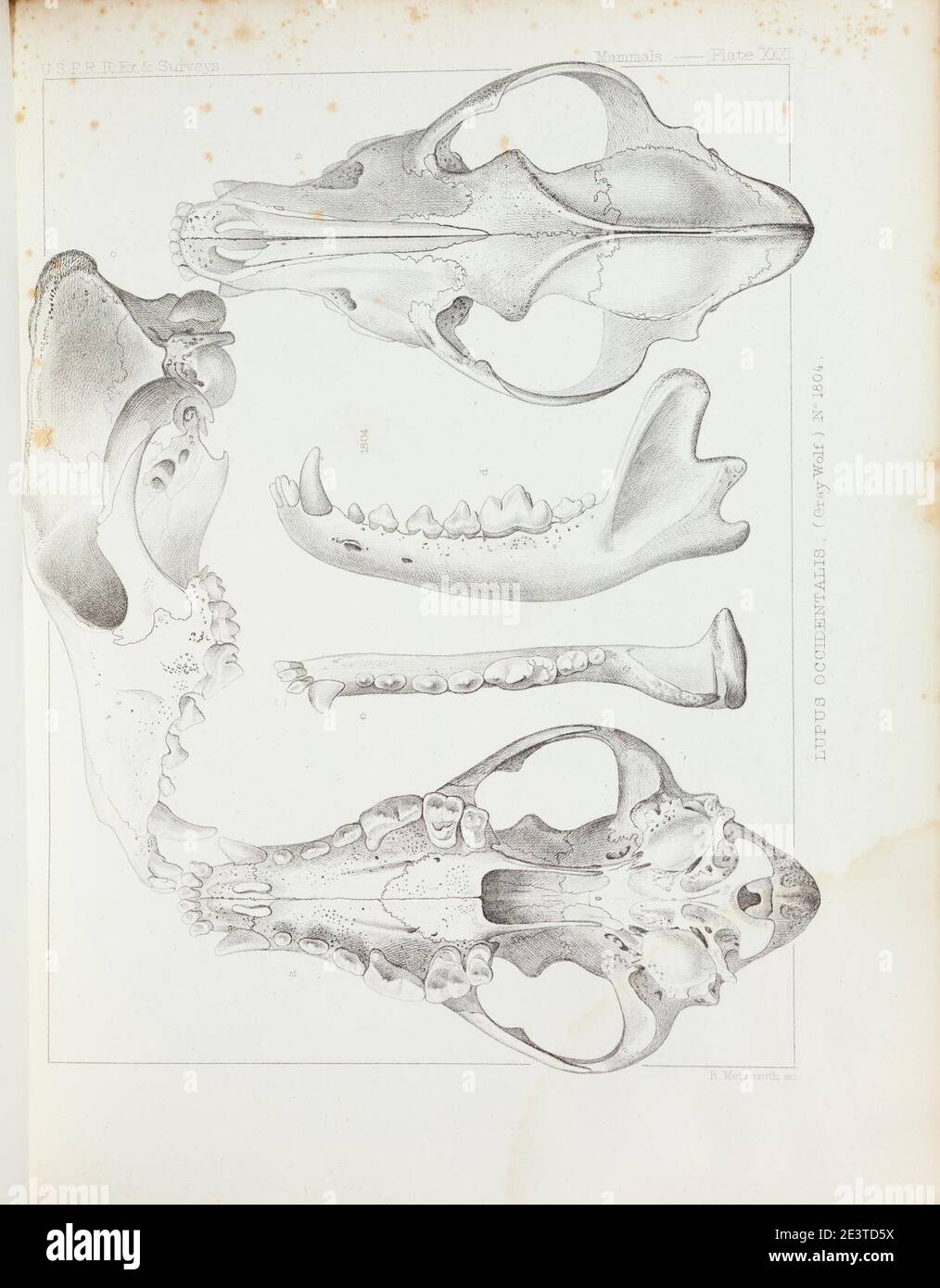 Mammals of North America; the description of species Stock Photo - Alamy