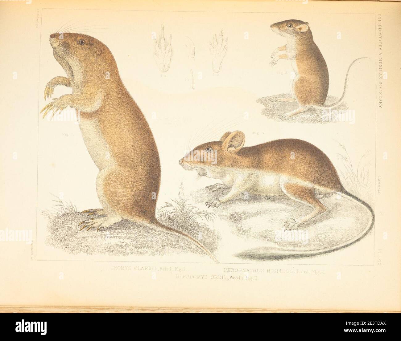 Mammals of North America; the description of species Stock Photo - Alamy
