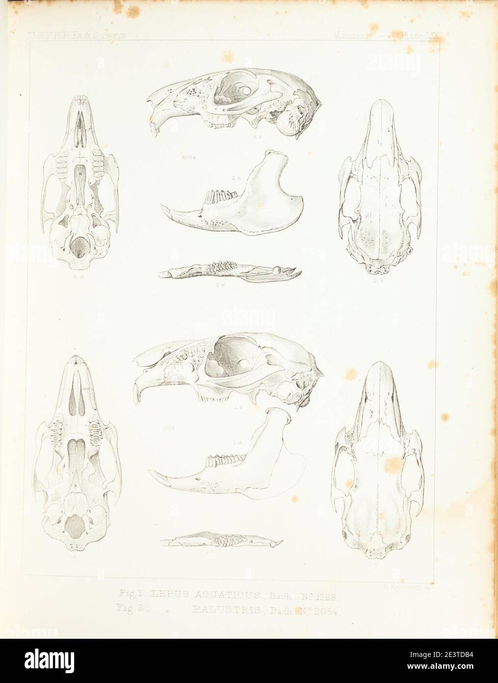 Mammals of North America; the description of species Stock Photo - Alamy