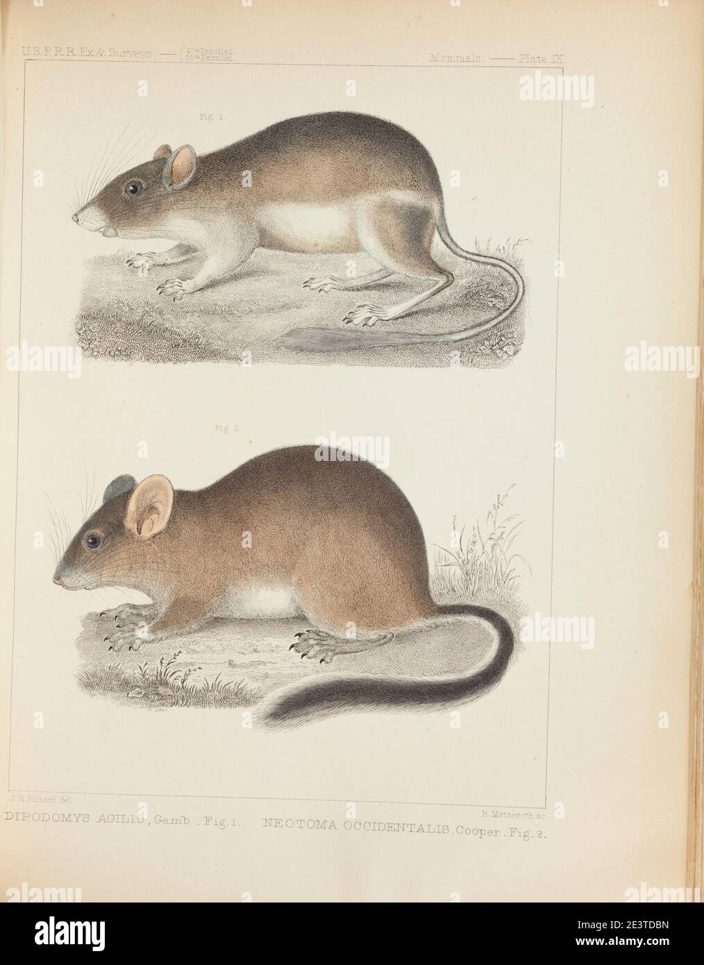 Mammals of North America; the description of species Stock Photo - Alamy