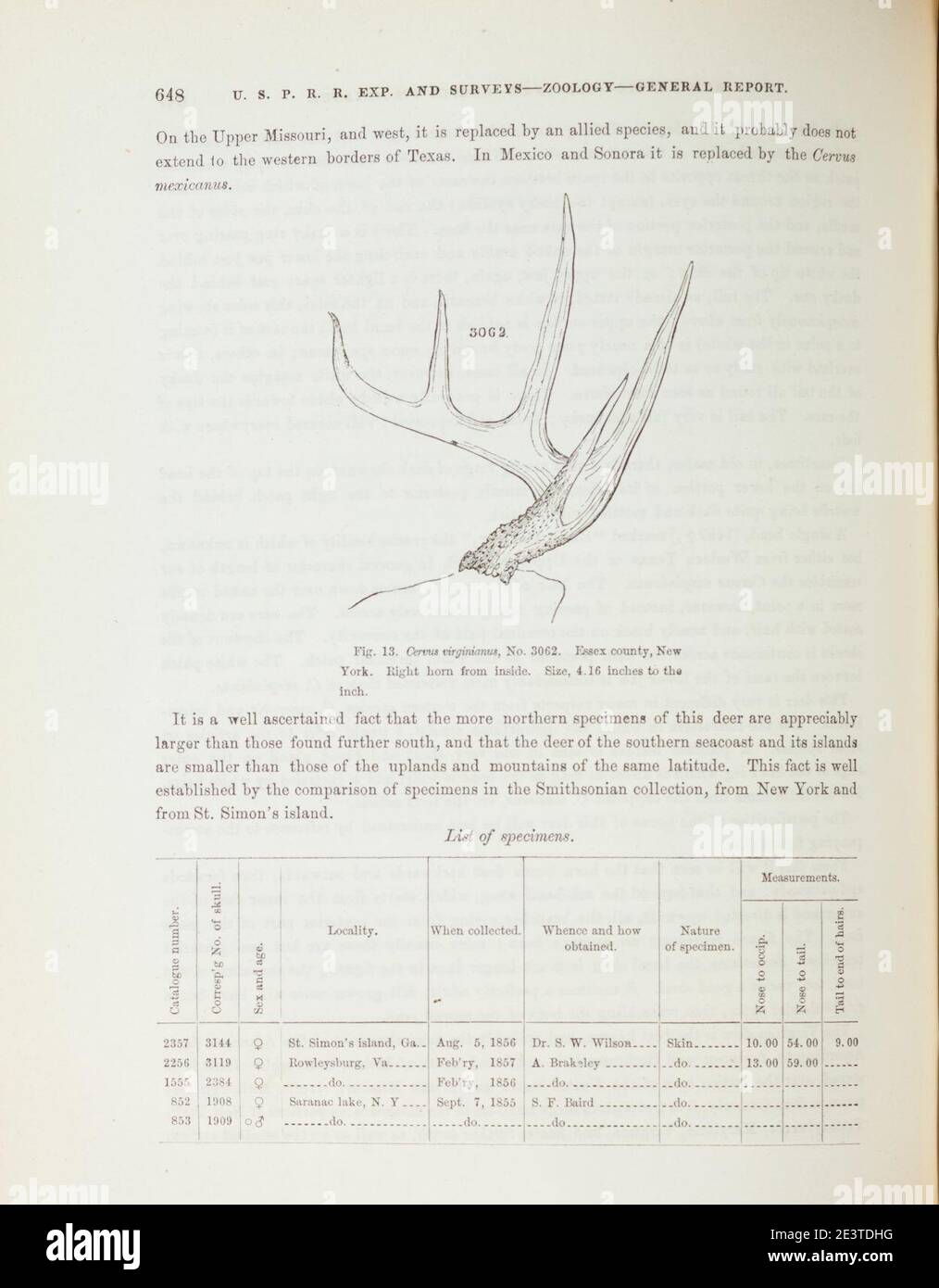 Mammals of North America; the description of species Stock Photo - Alamy