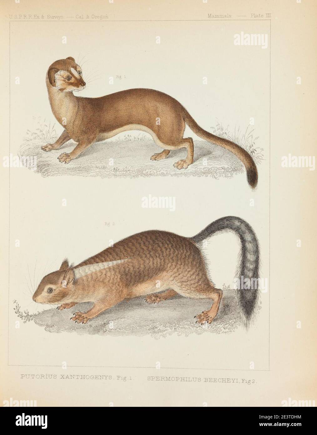 Mammals of North America; the description of species Stock Photo - Alamy