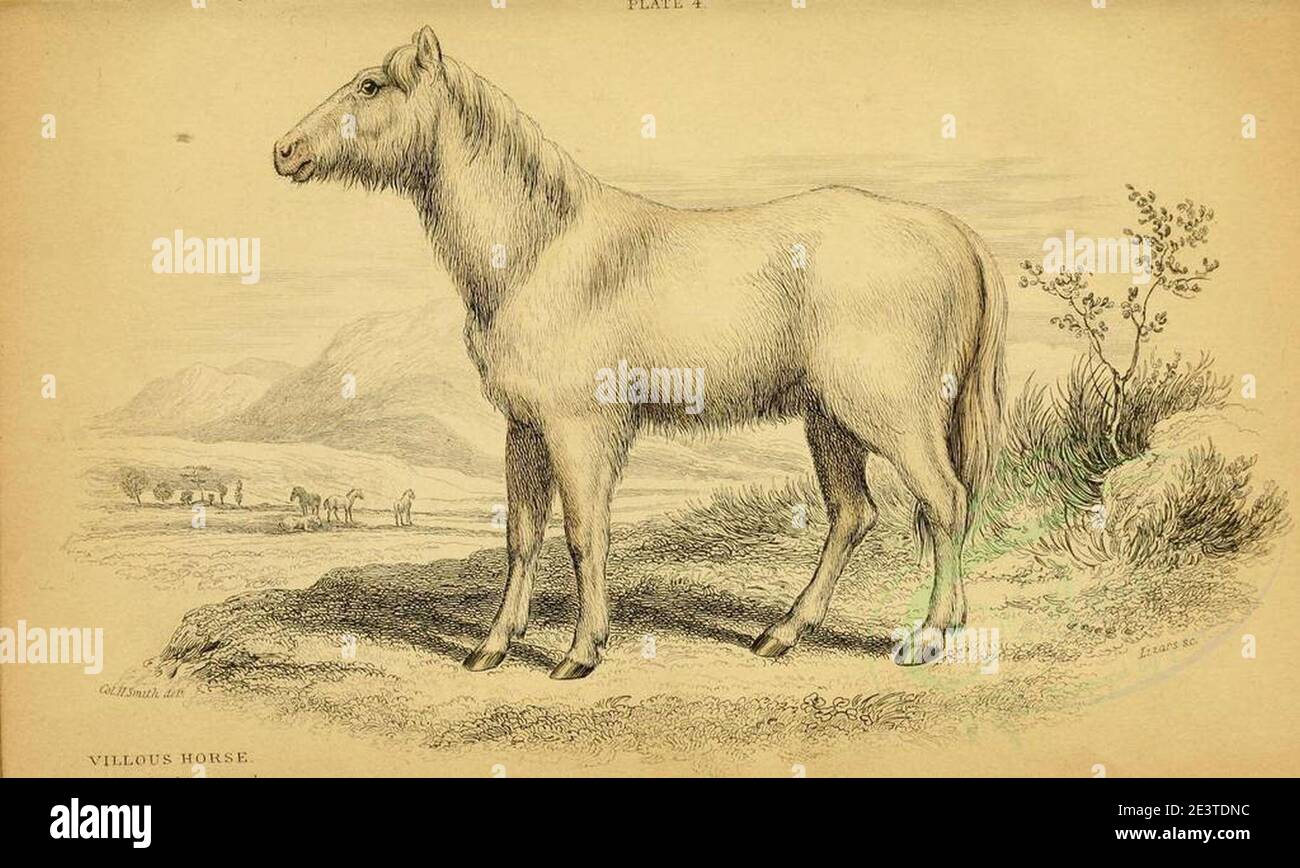 Villous horse hi-res stock photography and images - Alamy