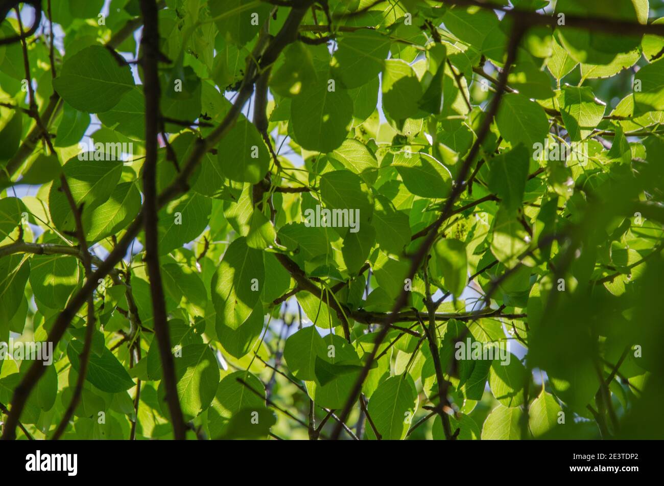 Closeup background of young green tree leaves and branches and sun ...
