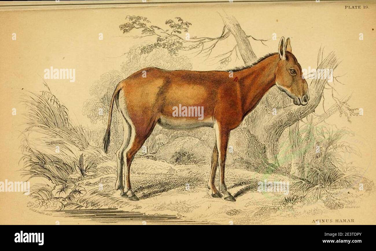 Persian onager hi-res stock photography and images - Alamy