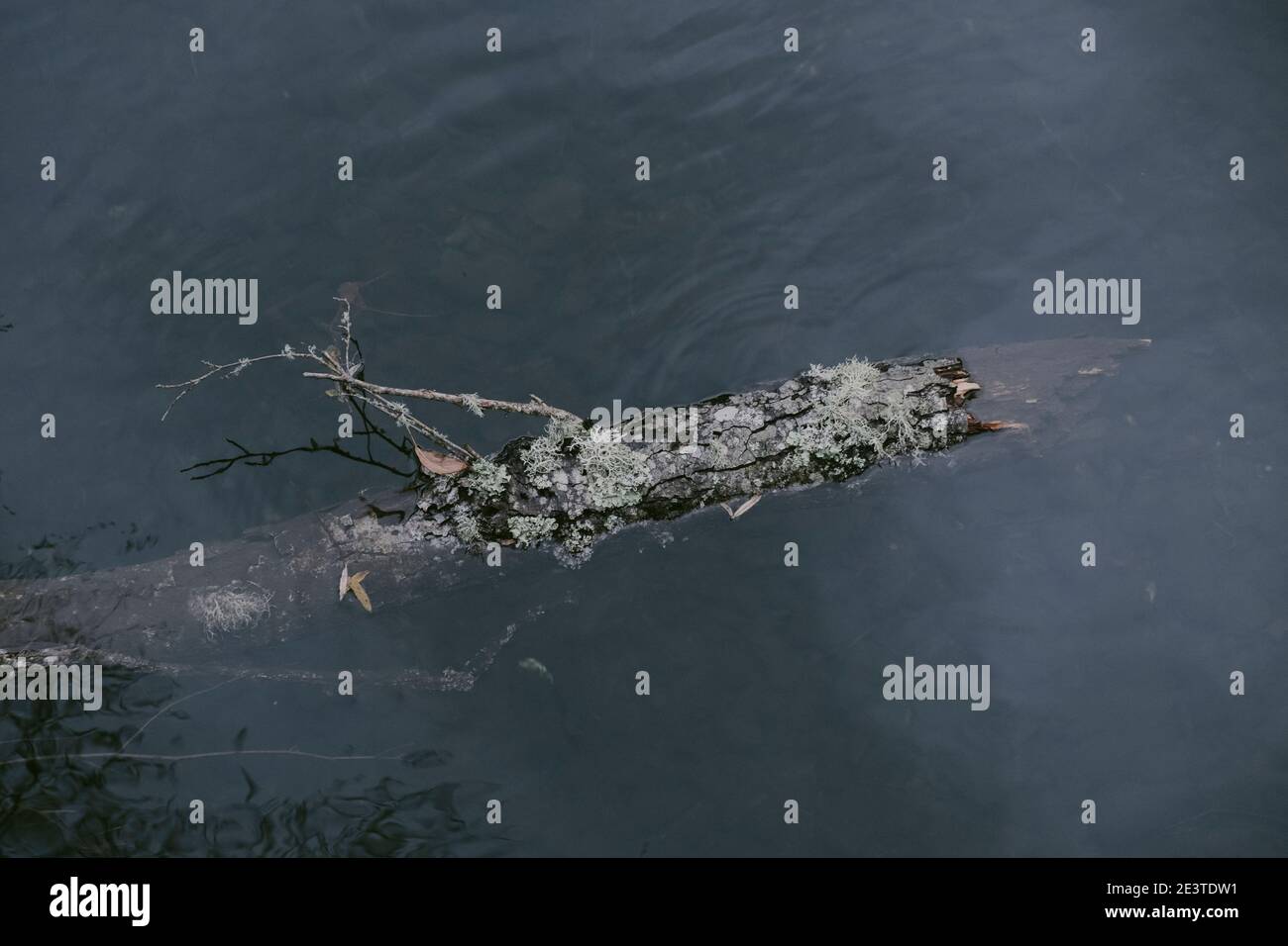 Wooden log with moss floating on water Stock Photo - Alamy